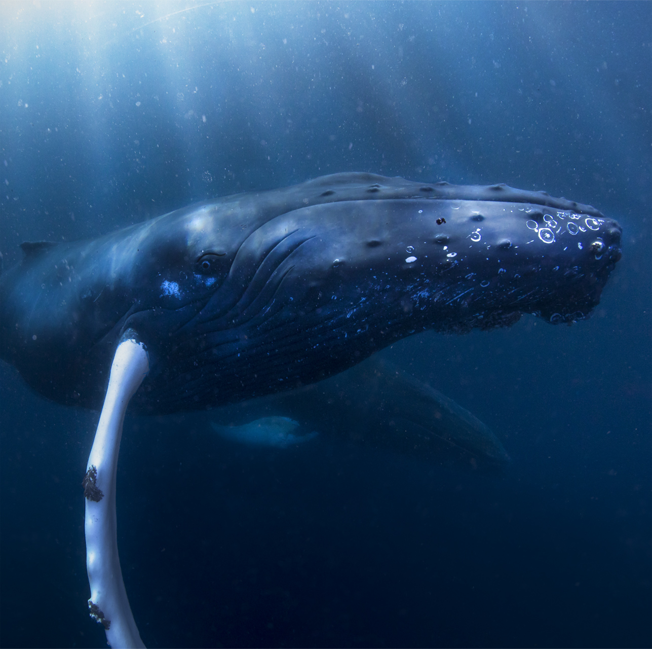 Why does the humpback whale migrate? | UiT