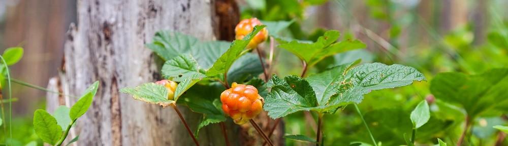 Tannhelse i nord | UiT