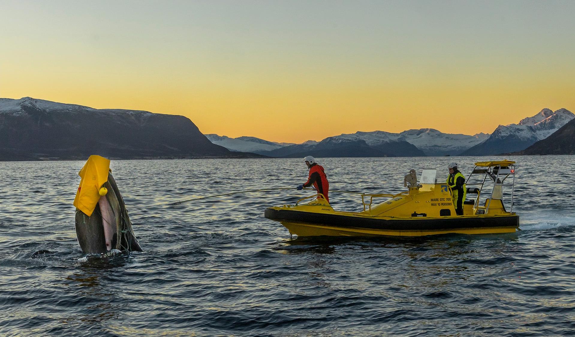 Se video: Hvalene filmer seg selv når forskerne tester ut skremmelyder ...